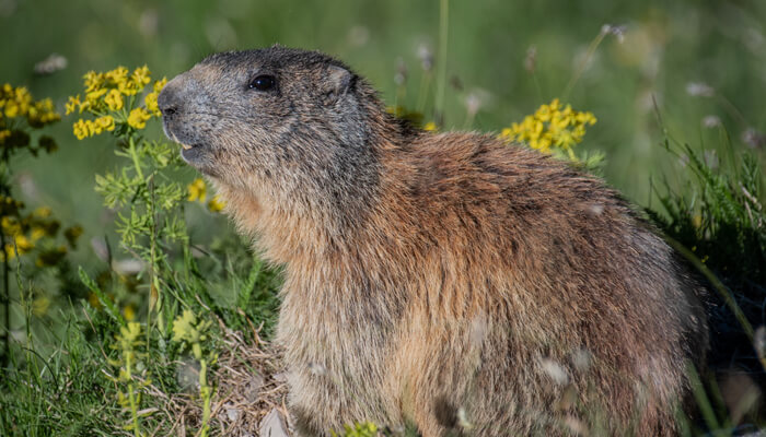 Animal Tales Birthday Parties – Welcome to Animal Tales – Midsouth Region
